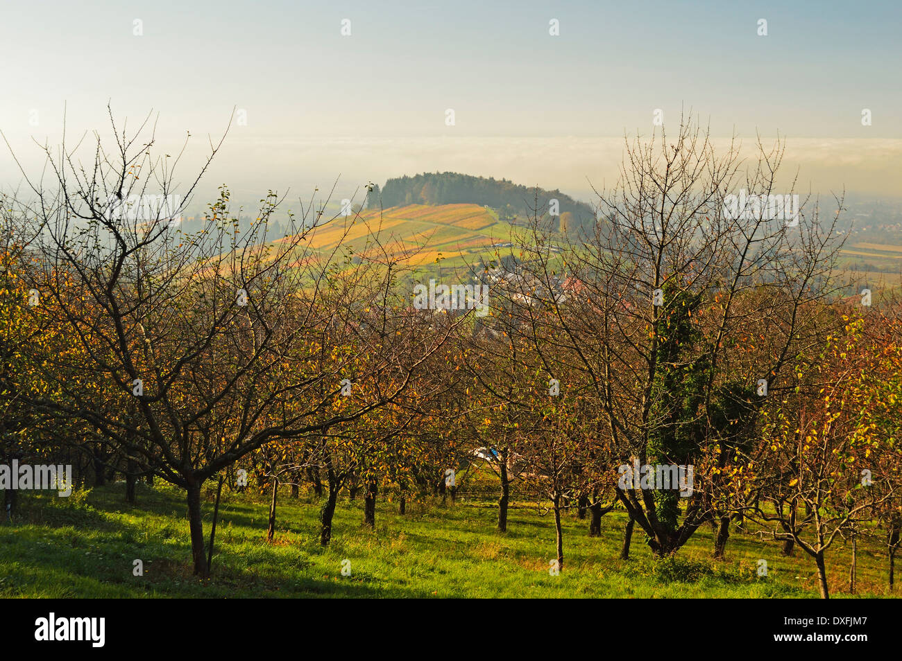 Baden weinstrasse hi-res stock photography and images - Alamy