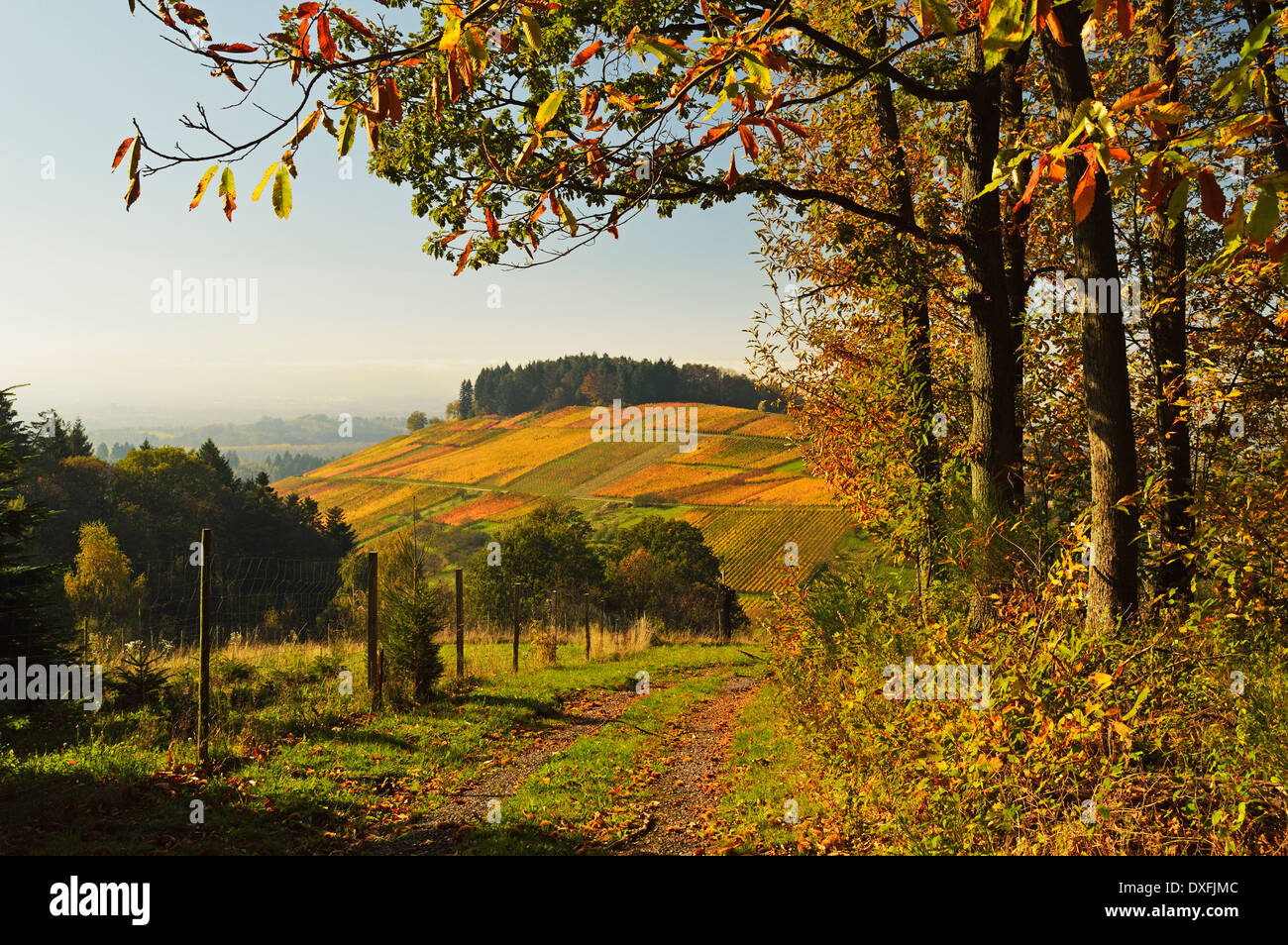 Baden weinstrasse wine route hi-res stock photography and images - Alamy