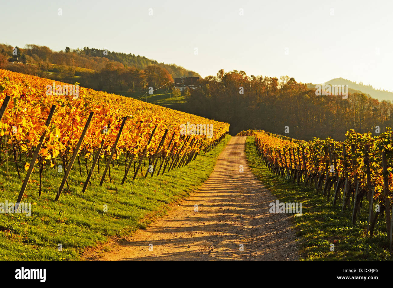 Vineyard Landscape, Ortenau, Baden Wine Route, Baden-Wurttemberg ...