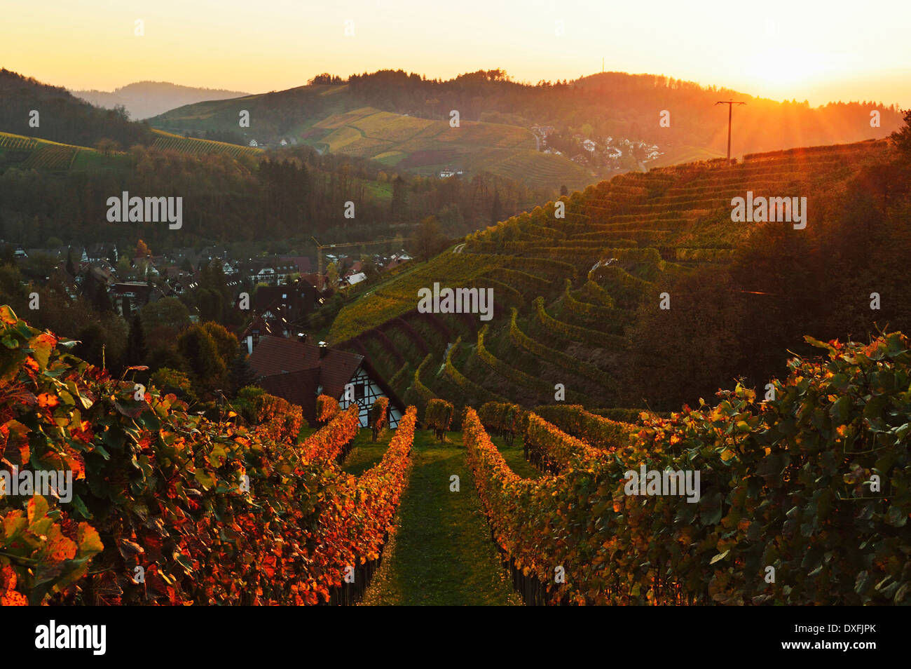 Vineyard Landscape and Sasbachwalden Village, Ortenau, Baden Wine Route ...