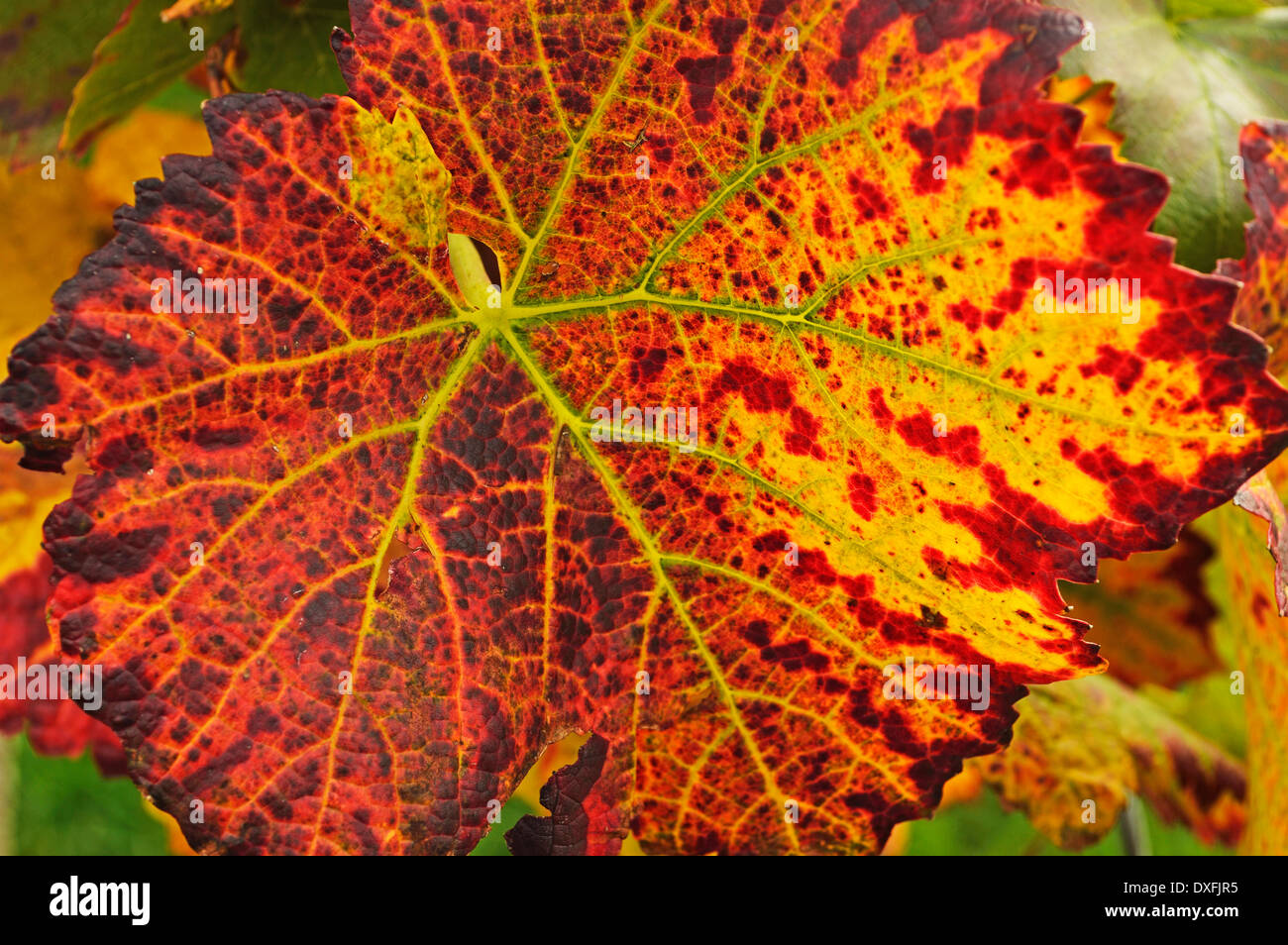 Close-up of Grapevine Leaf, Ortenau, Baden Wine Route, Baden ...