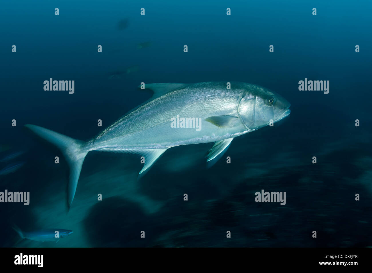 Almaco Jack, Seriola rivoliana, Cocos Island, Costa Rica Stock Photo ...