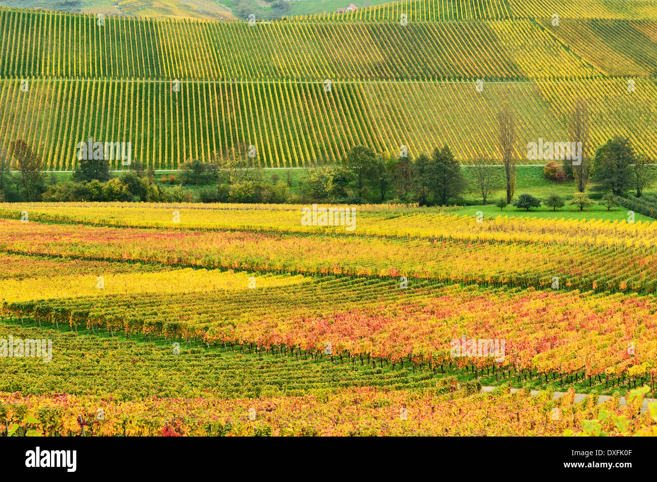 Vineyard Landscape, Ortenau, Baden Wine Route, Baden-Wurttemberg ...