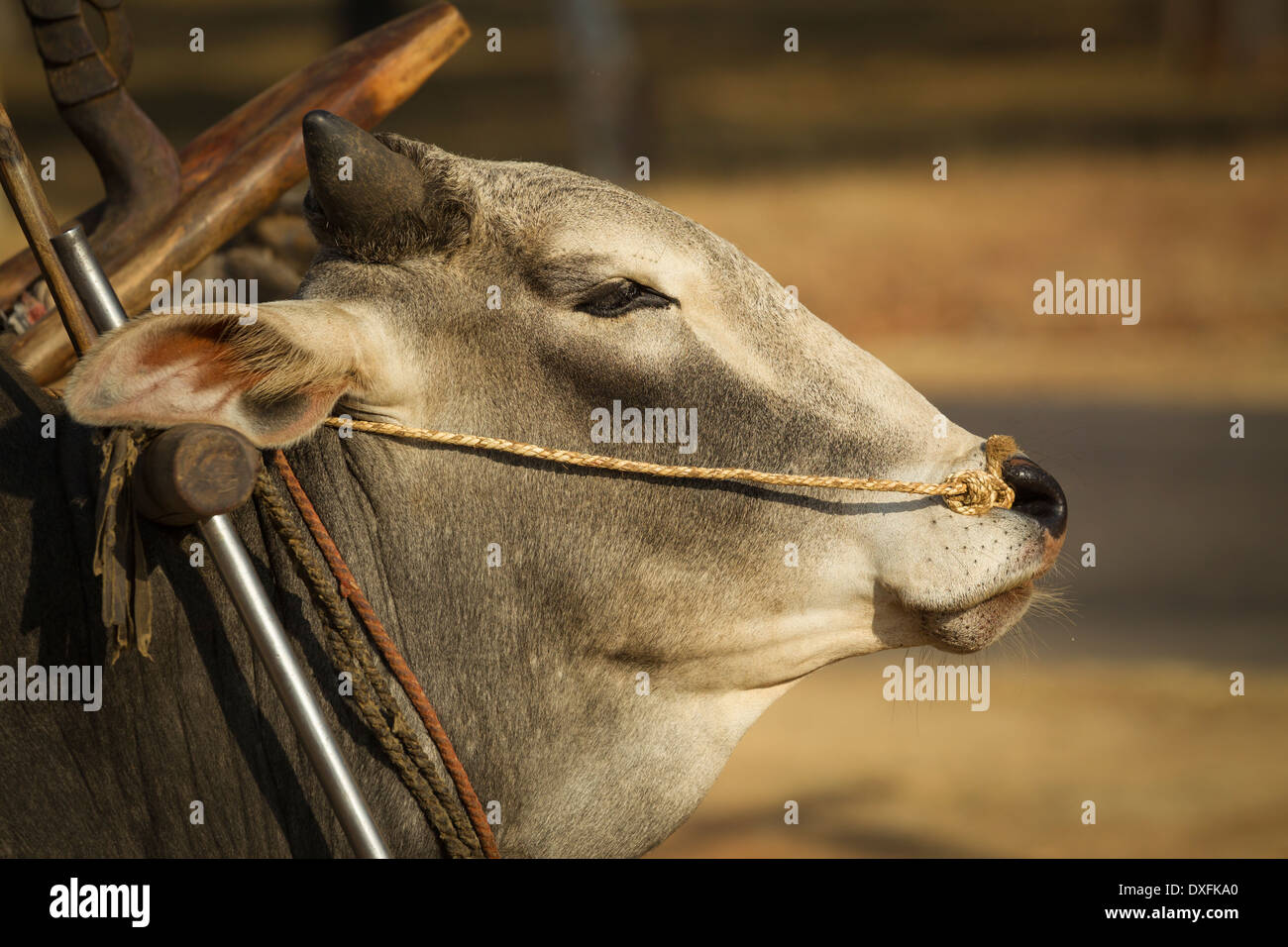 Domestic Cattle Bos High Resolution Stock Photography and Images - Alamy