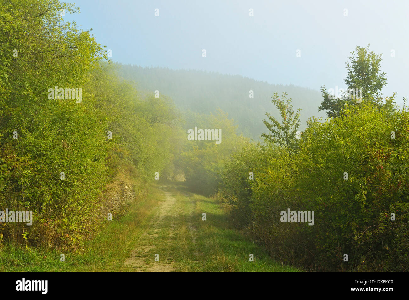 Country Road with Morning Fog, Hesse, Germany Stock Photo - Alamy
