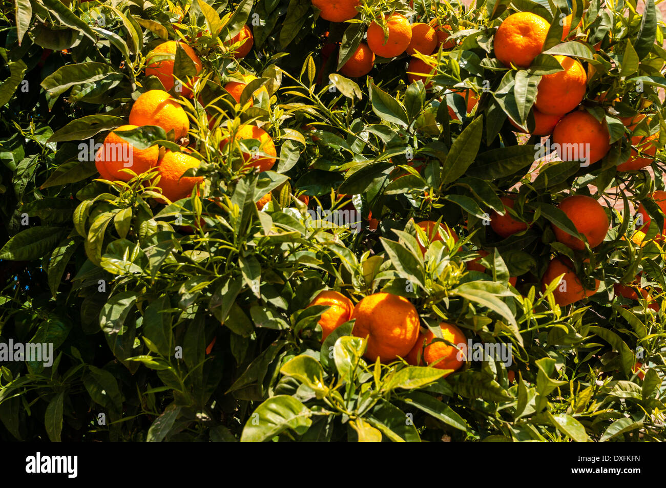 Oranges in an orange, Naranjas en el naranjo Stock Photo - Alamy