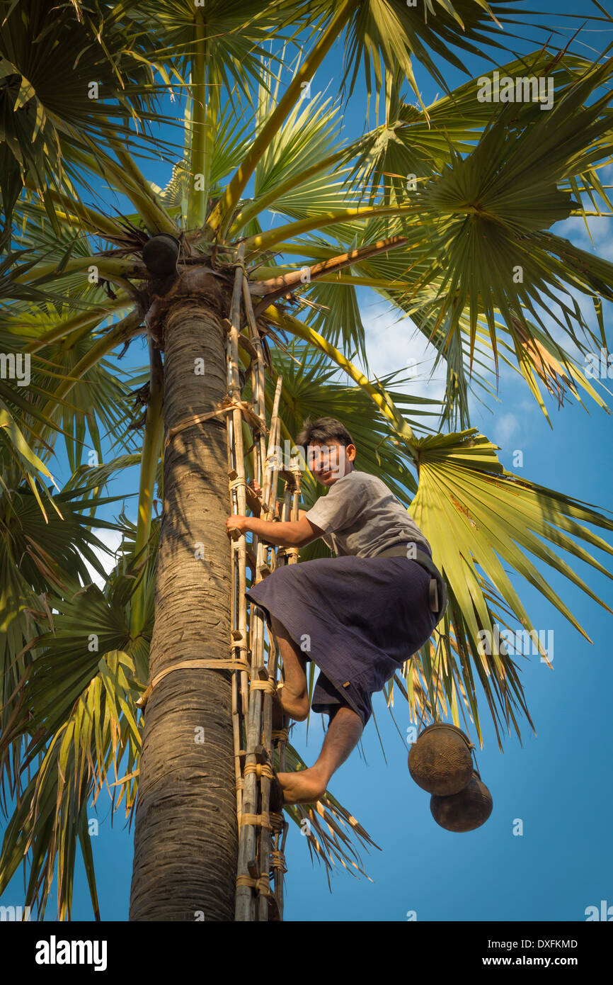 Palm Oil Tree High Resolution Stock Photography and Images - Alamy