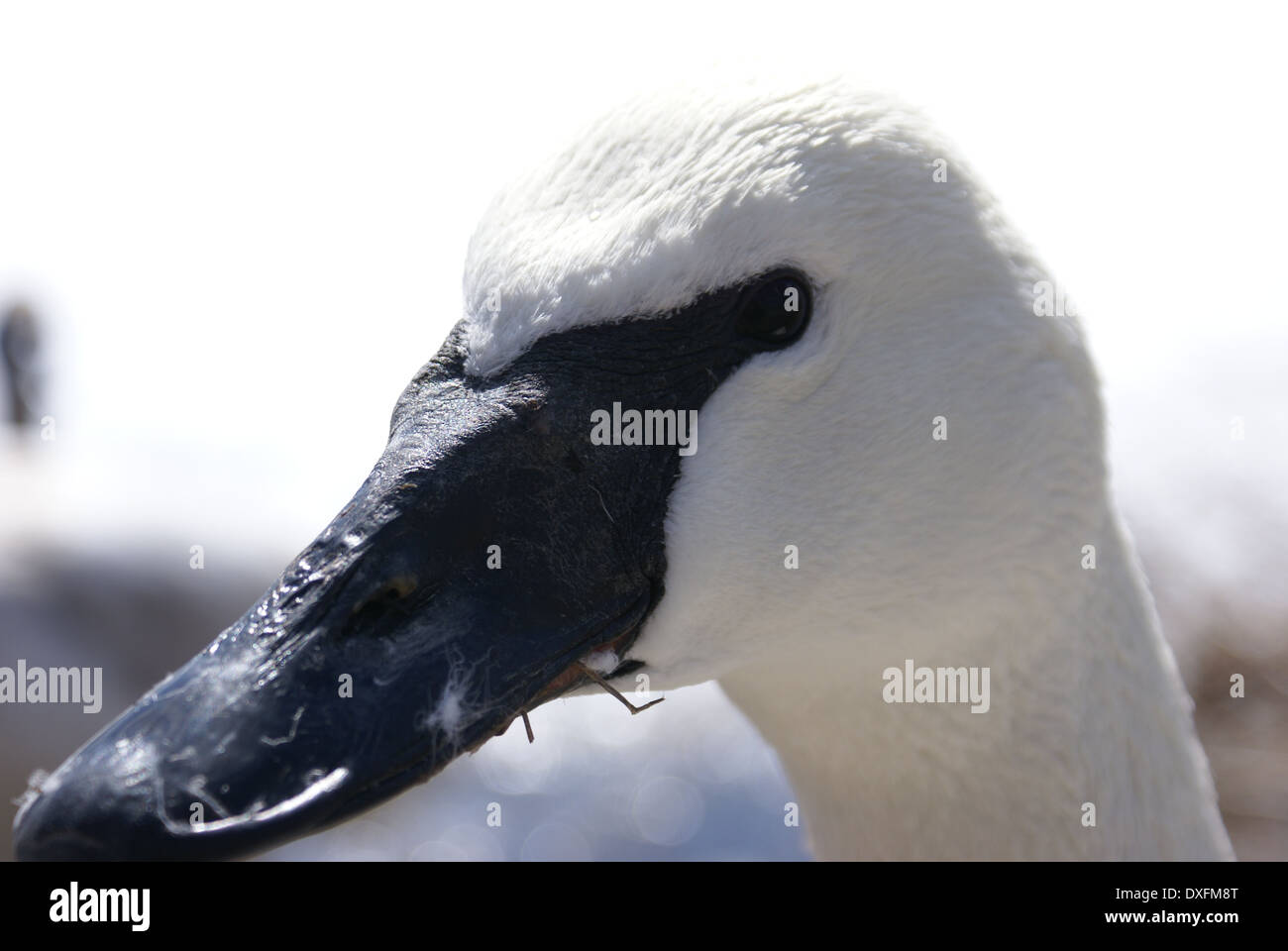 Full grown swan hi-res stock photography and images - Alamy