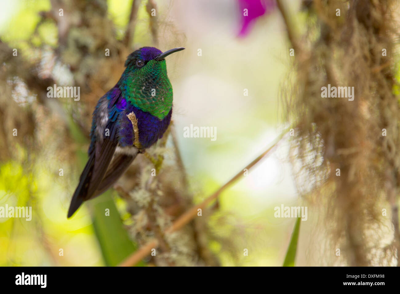 A violet crowned hummingbird hi-res stock photography and images - Alamy