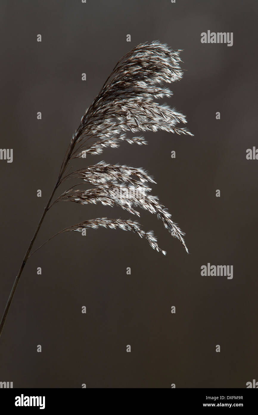 One reed flower hi-res stock photography and images - Alamy