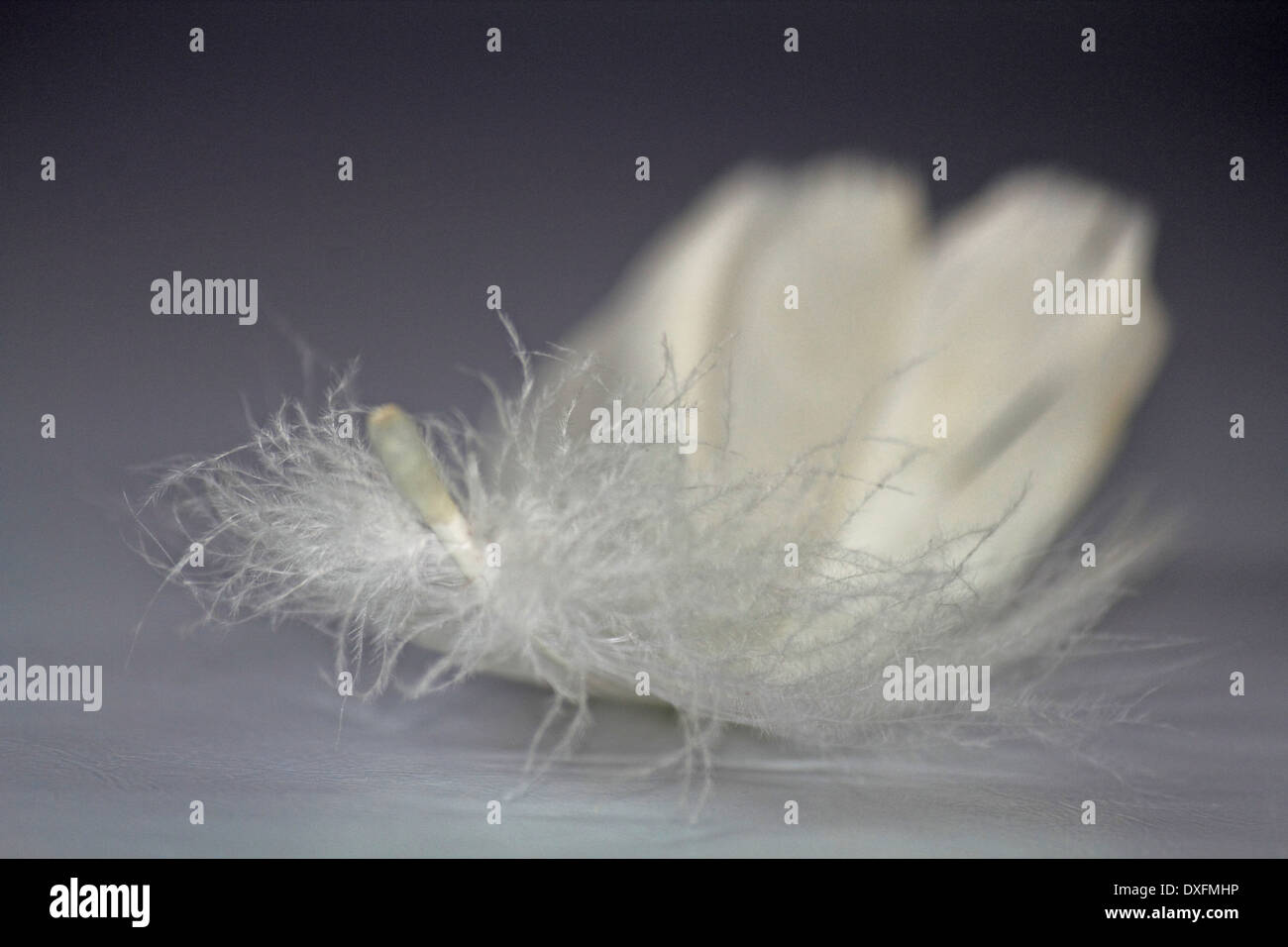 White feather pattern hi-res stock photography and images - Alamy