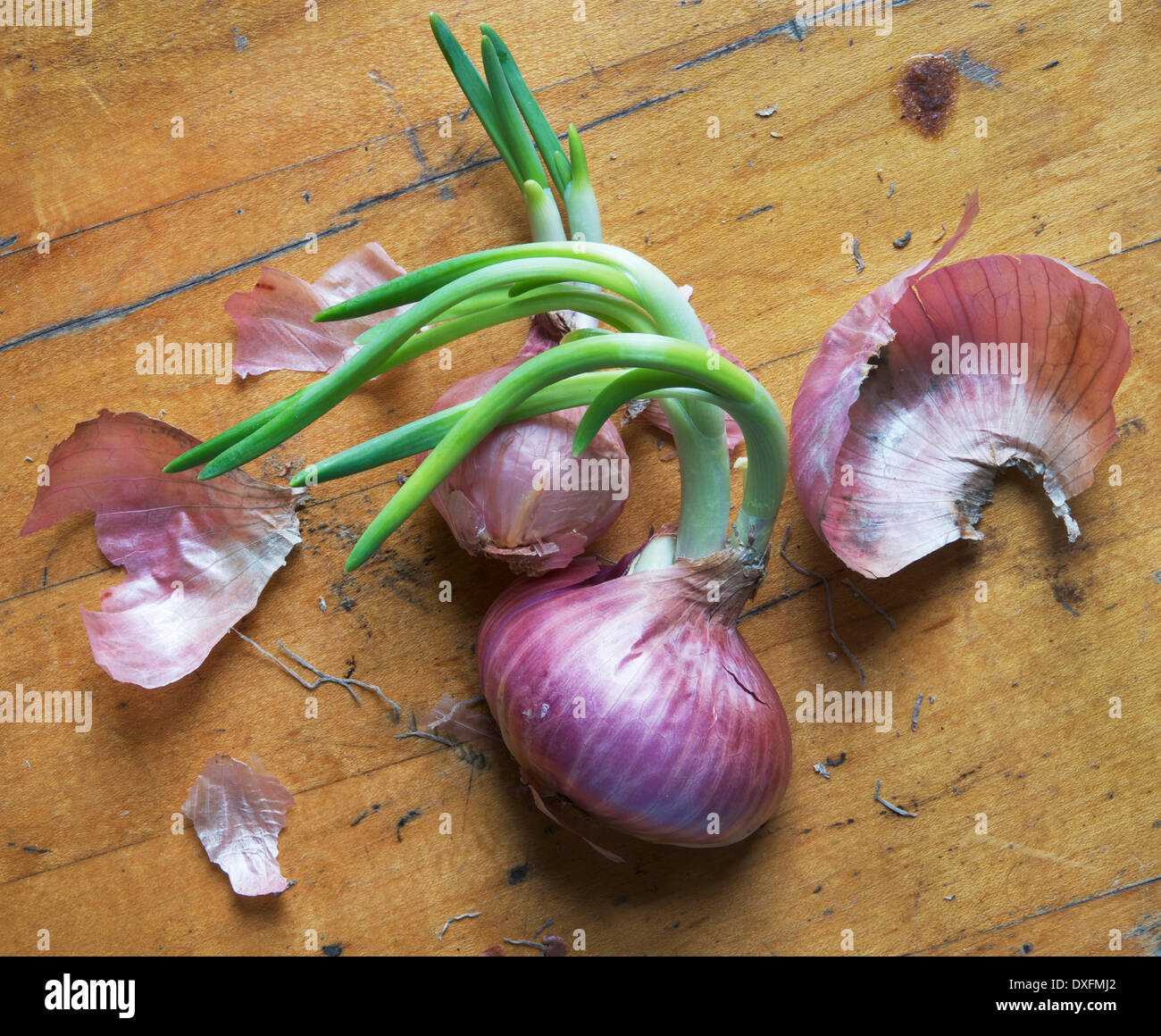 Allium cepa studio photography hi-res stock photography and images - Alamy