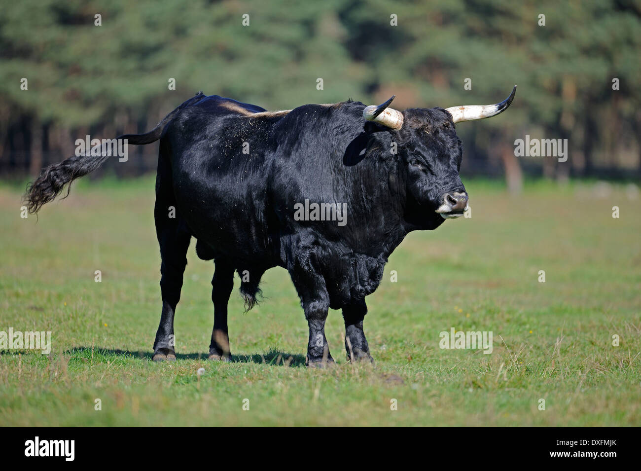 Aurochs hi-res stock photography and images - Alamy