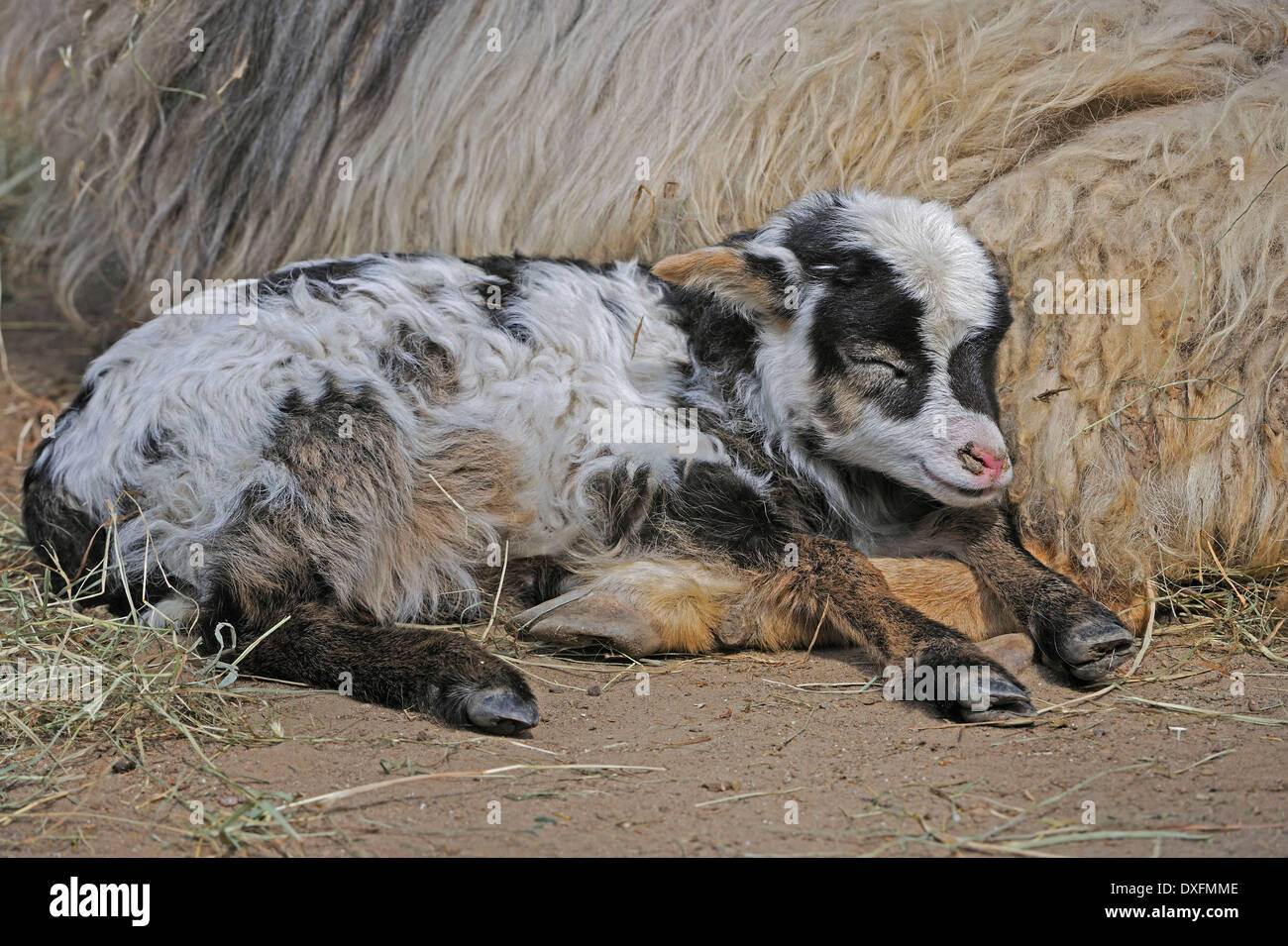 Skudde , lamb resting nest to ewe Stock Photo - Alamy