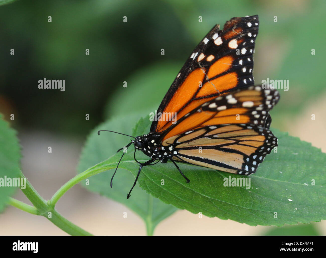 Male American Monarch butterfly (Danaus plexippus) with wings half open ...