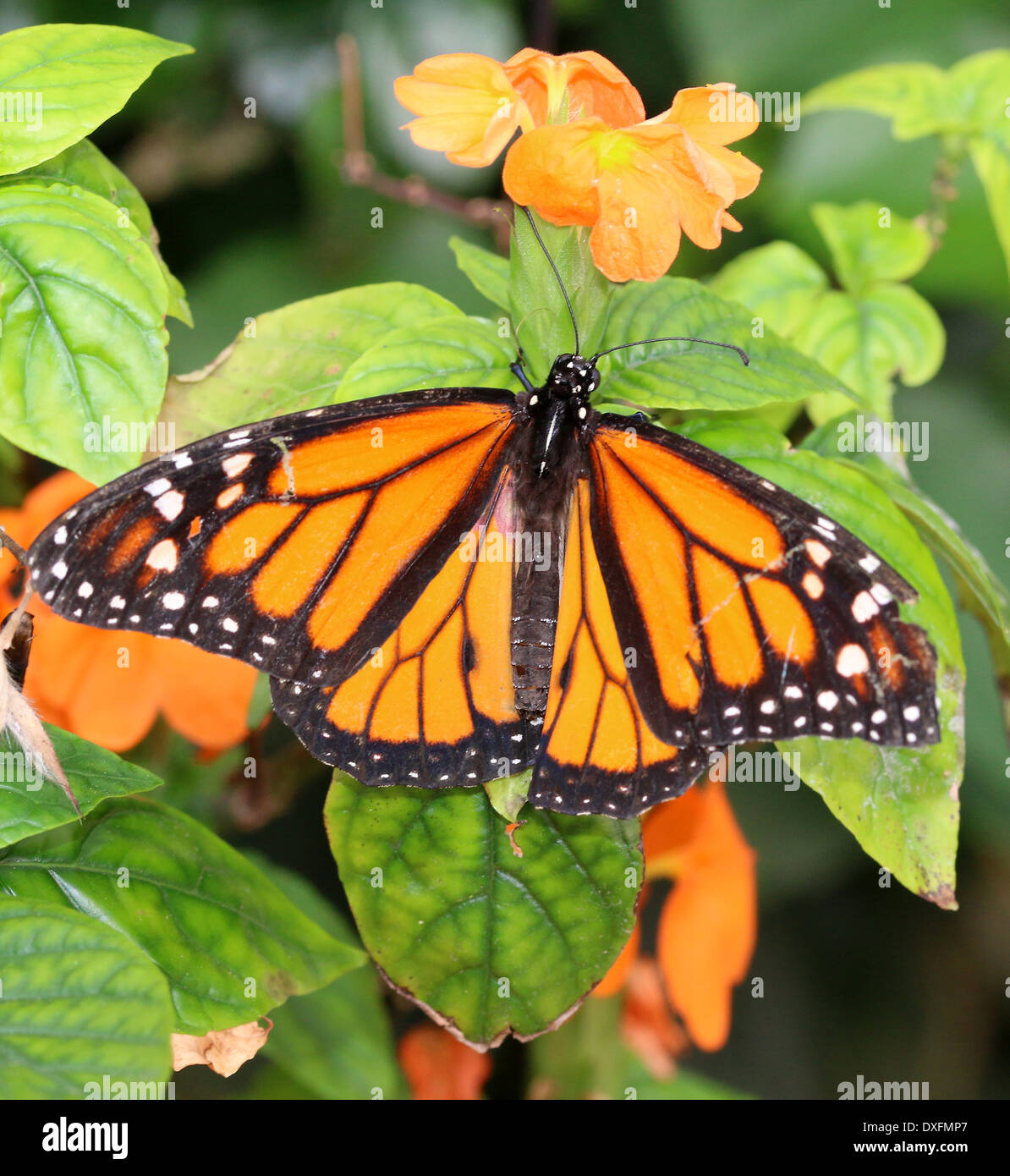 Monarch butterfly mariposa monarca danaus plexippus hi-res stock ...
