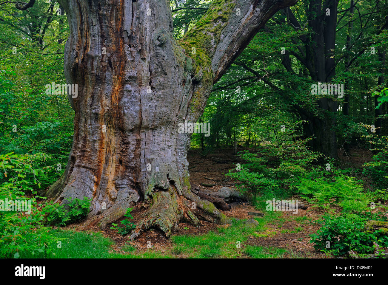 Old Beech Tree, about 800 years old, primeval forest of Sababurg, Hesse, Germany / (Fagus spec ...