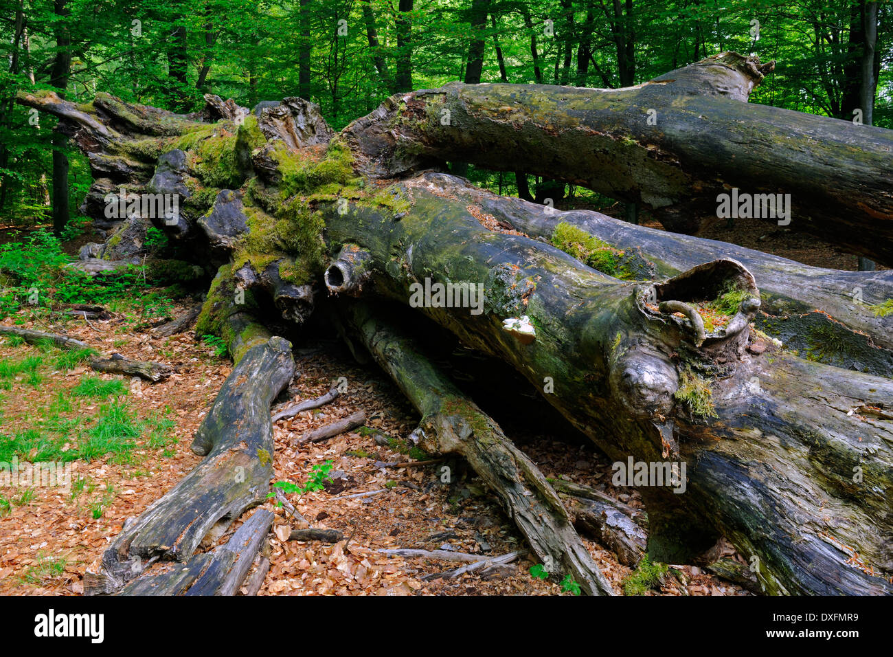 Fallen old Beech Tree, about 800 years old, primeval forest of Sababurg ...