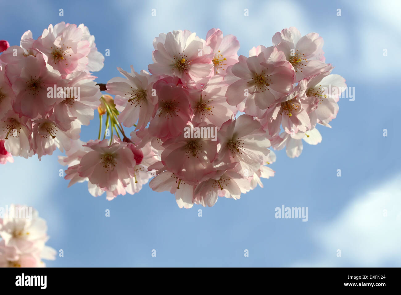 Blooming spring tree branch Stock Photo - Alamy