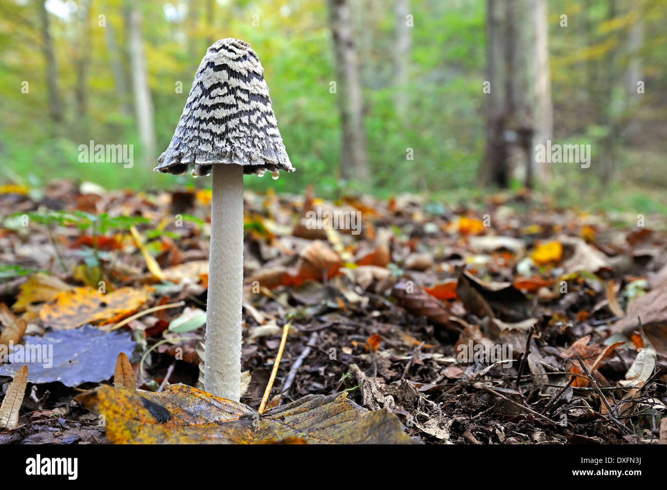 Magpie ink cap hi-res stock photography and images - Alamy
