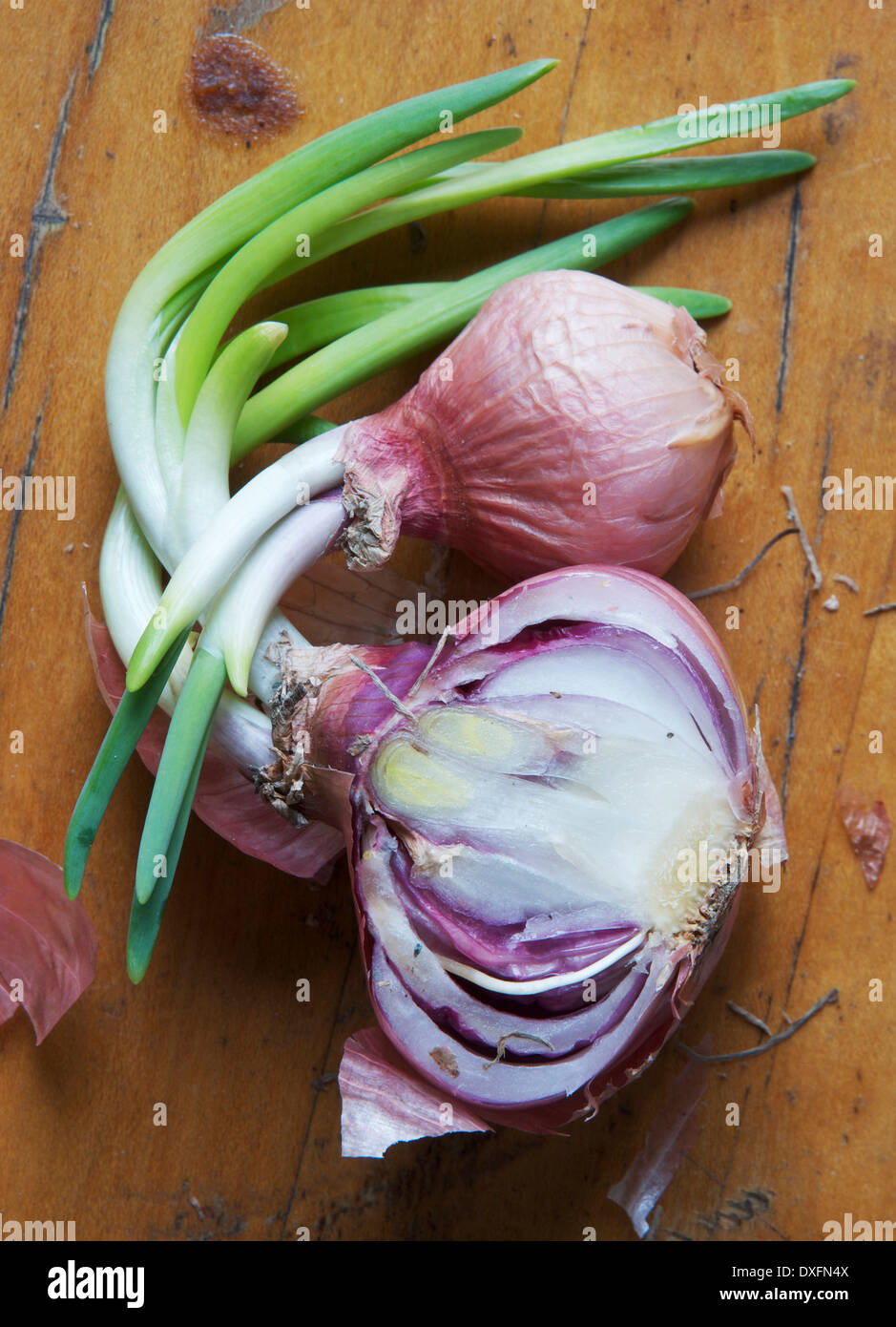 Allium cepa studio photography hi-res stock photography and images - Alamy