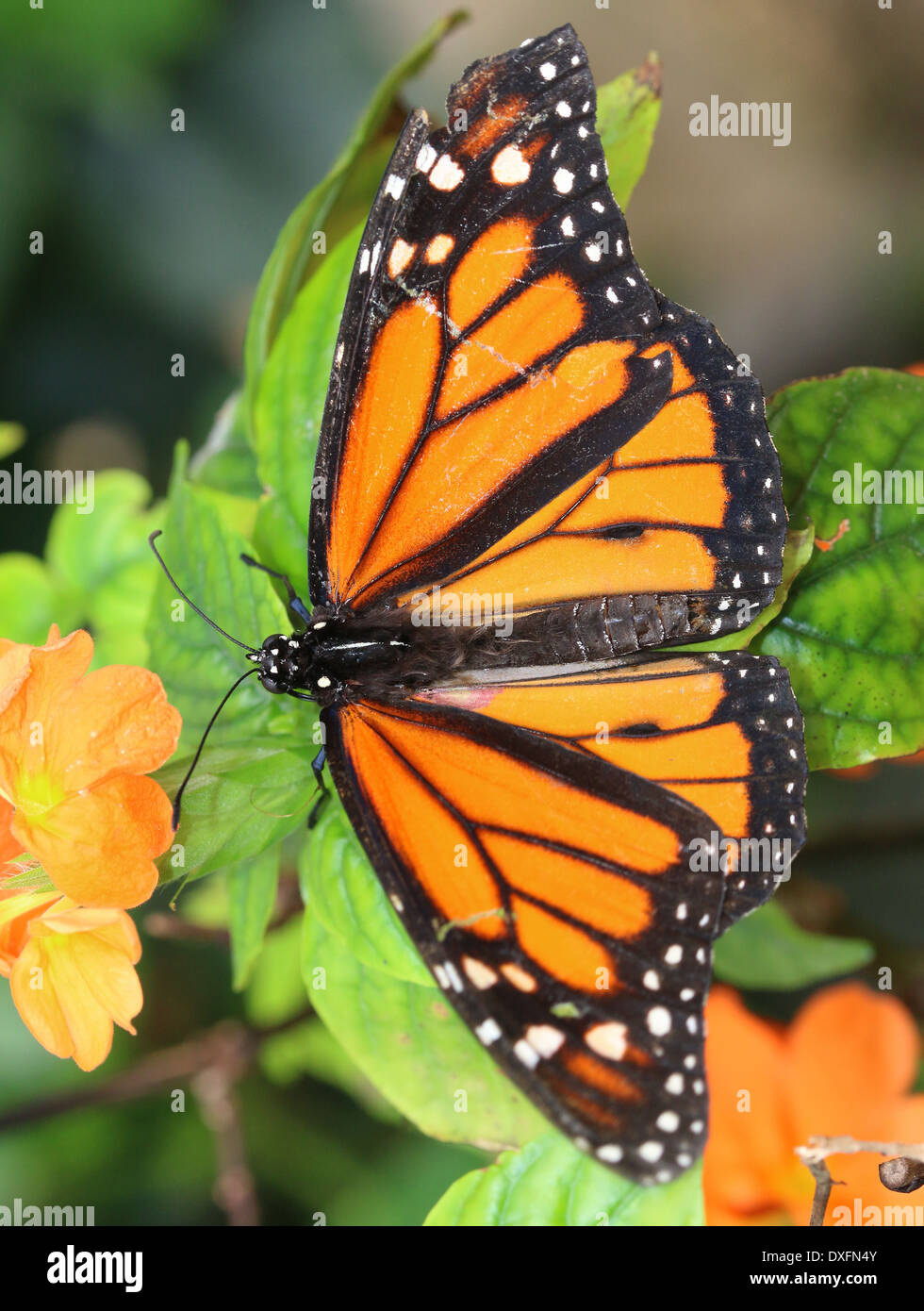 Monarch butterfly mariposa monarca danaus plexippus hi-res stock ...