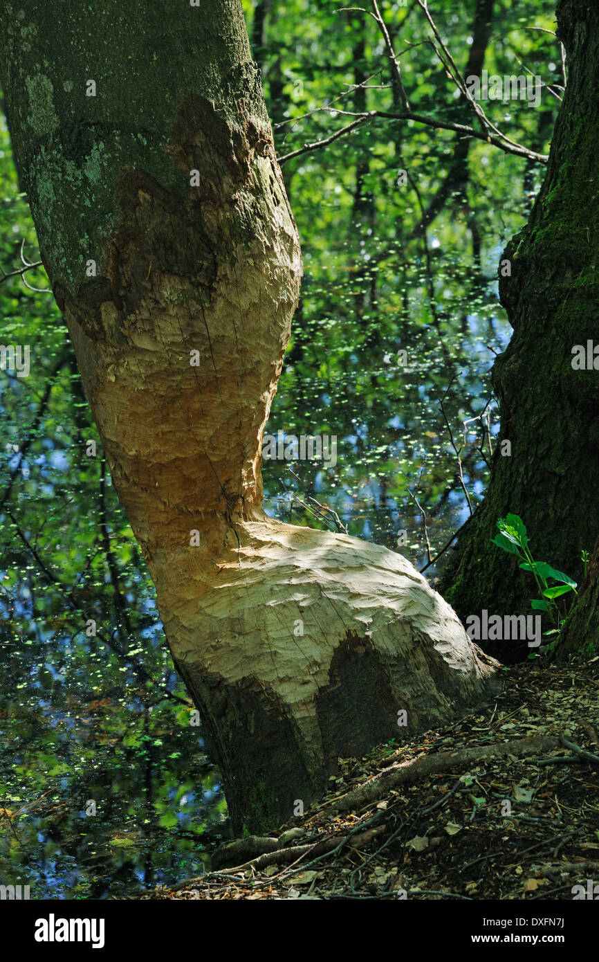 Feeding traces of Beaver trunk of old Hornbeam marshland Briese valley ...