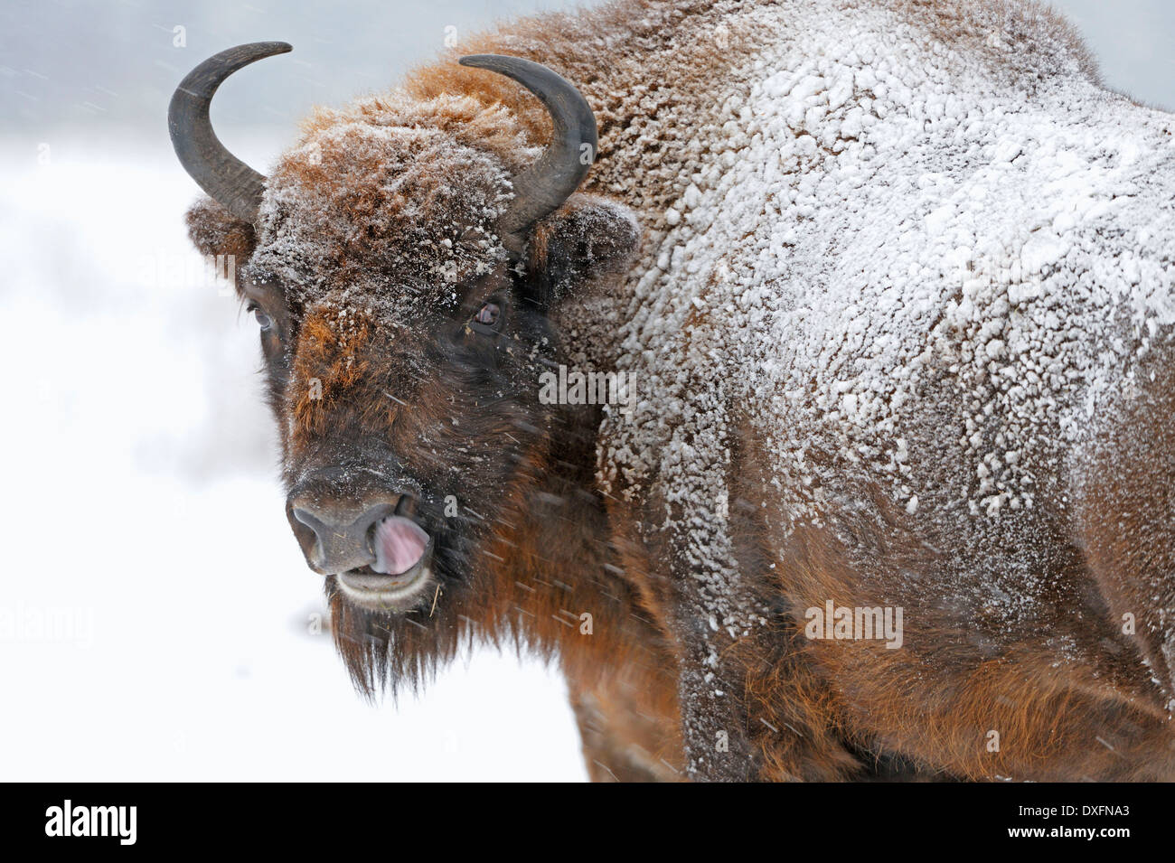 Bison bonasus hi-res stock photography and images - Alamy