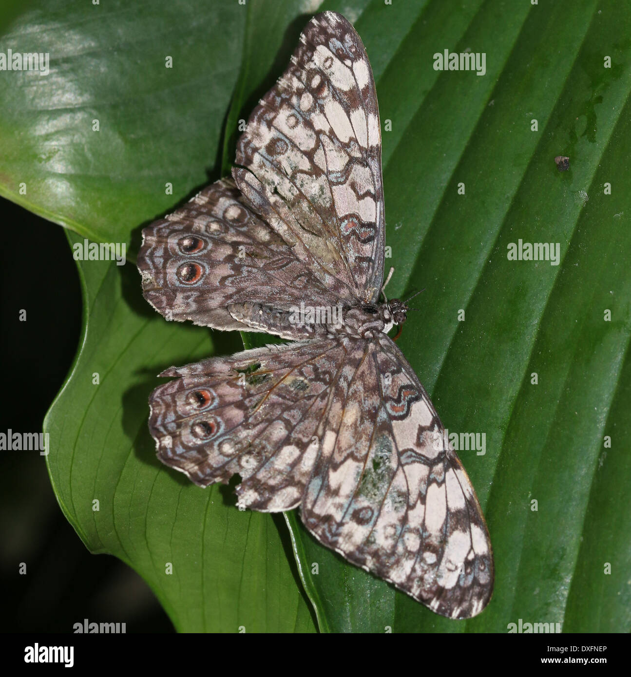 Grey Cracker Butterfly (Hamadryas februa) - Gray Cracker Stock Photo ...