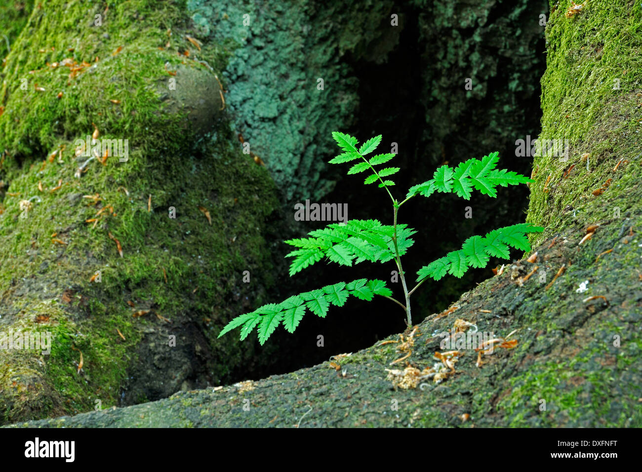Lady fern growing between moss covered roots of old beech tree hi-res ...