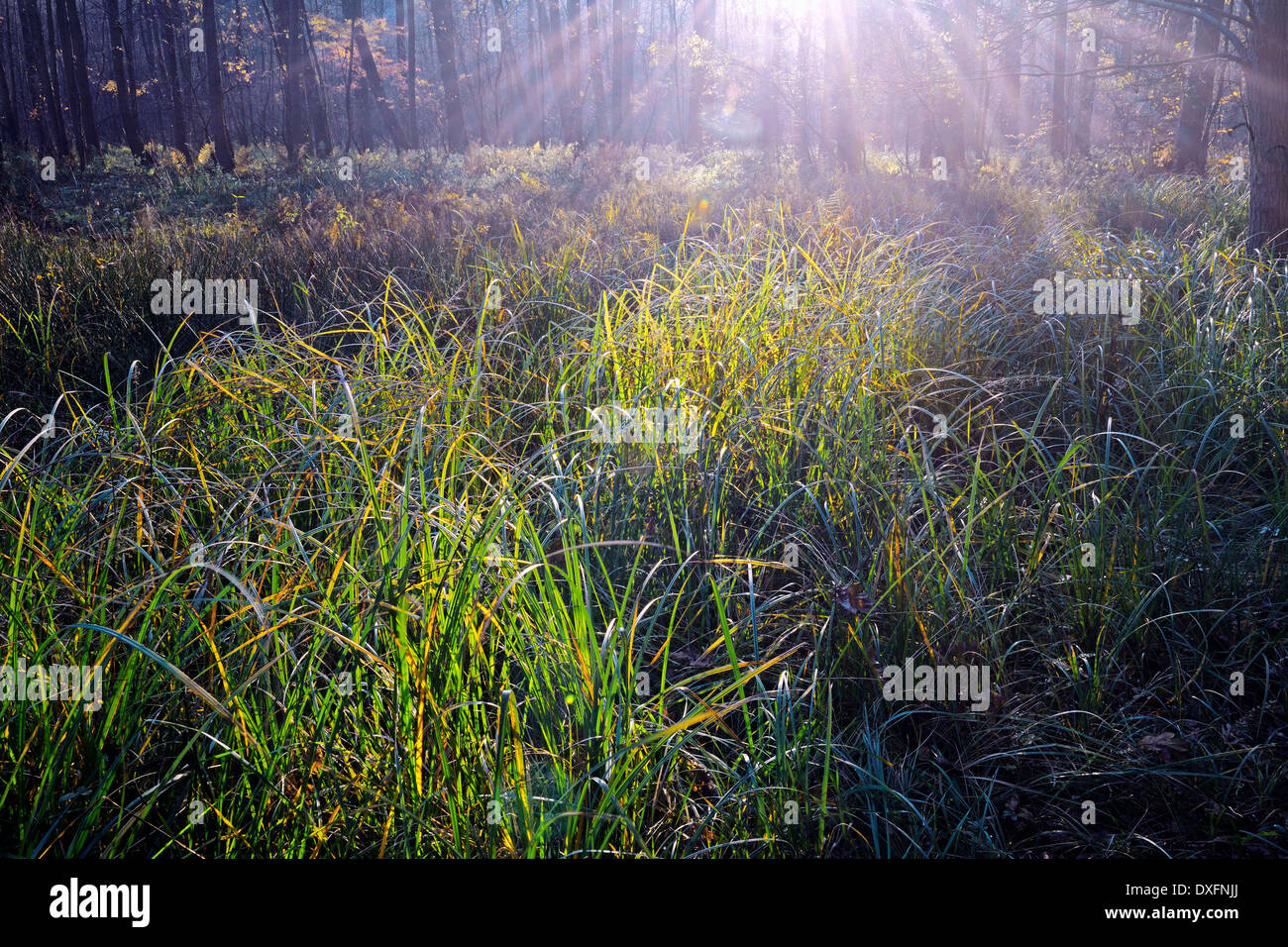 Fen meadow hi-res stock photography and images - Alamy