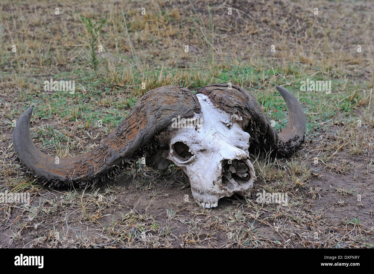 African buffalo skull hi-res stock photography and images - Alamy