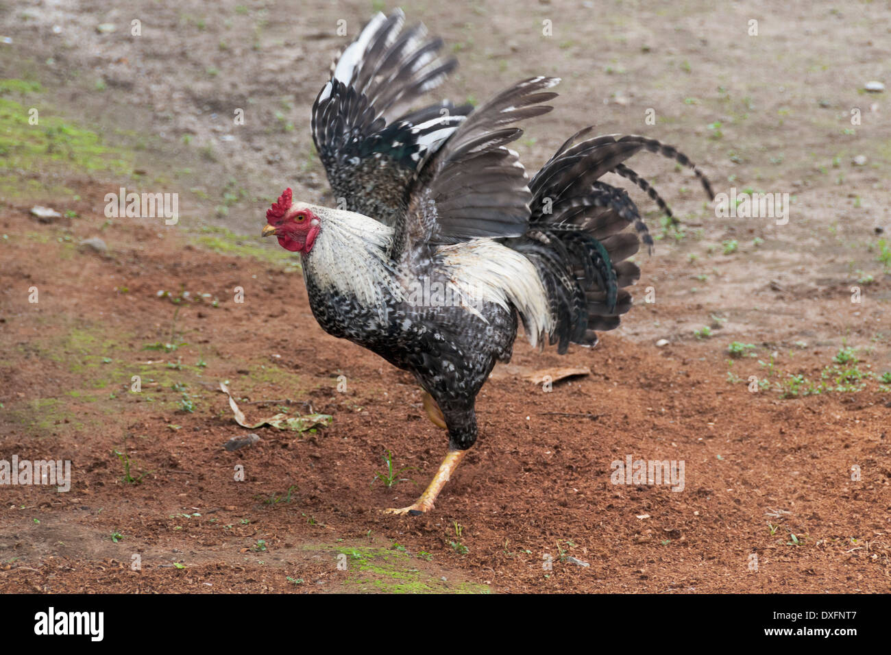 Upraised wings hi-res stock photography and images - Alamy