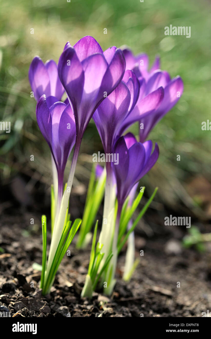 Crocus spec hi-res stock photography and images - Alamy