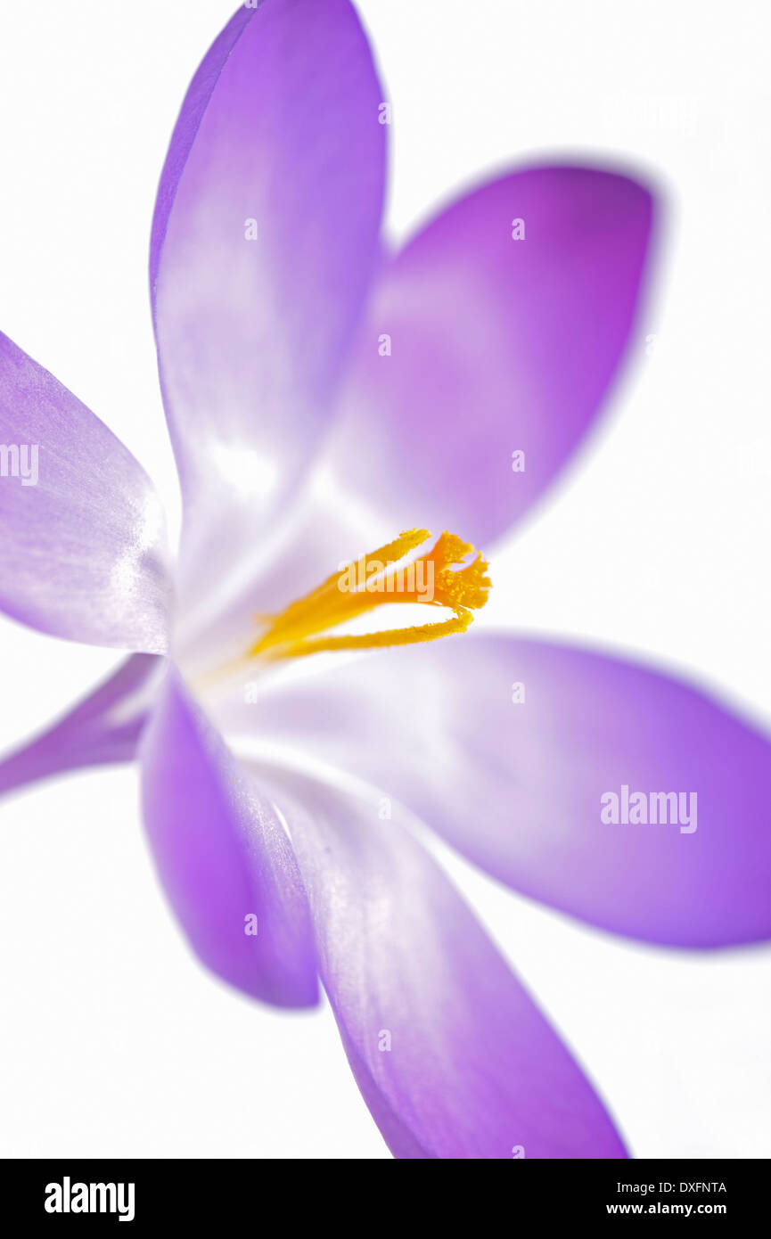 Crocus spec hi-res stock photography and images - Alamy