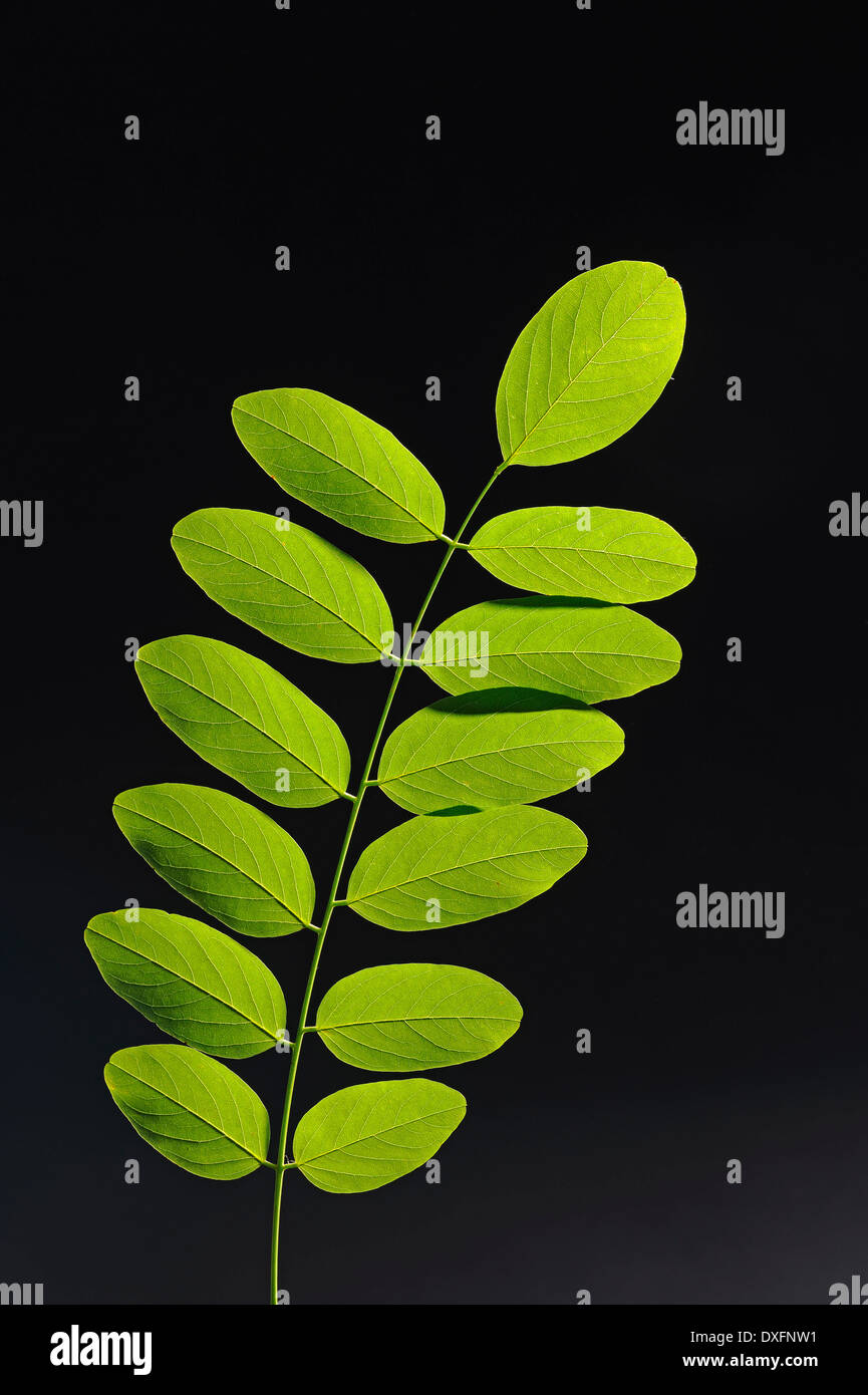 Black Locust / (Robinia pseudoacacia) / False Acacia Stock Photo - Alamy Black Locust / (Robinia pseudoacacia) / False Acacia Stock Photo - Alamy