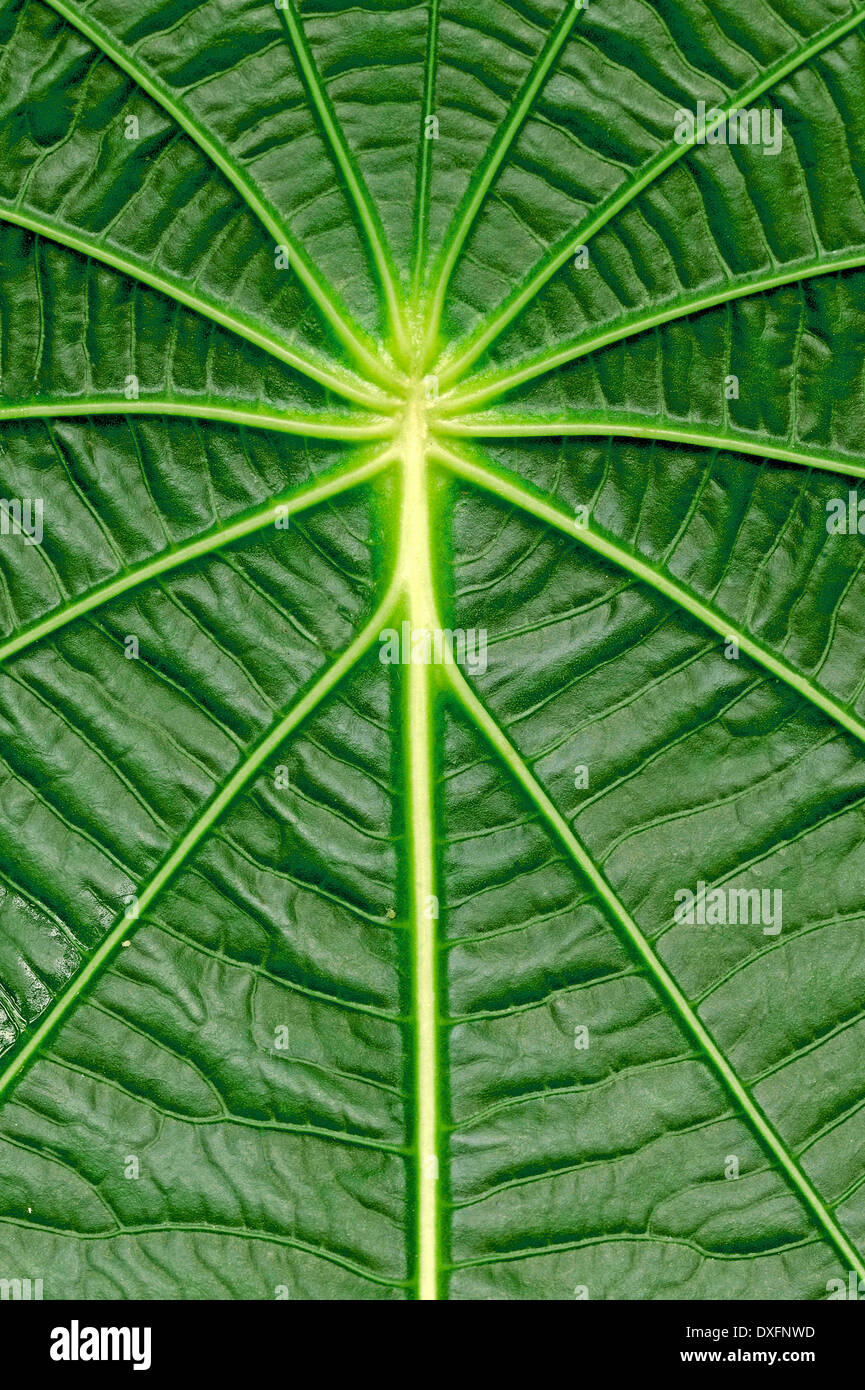 Capeeba, leaf / (Pothomorphe peltata Stock Photo - Alamy