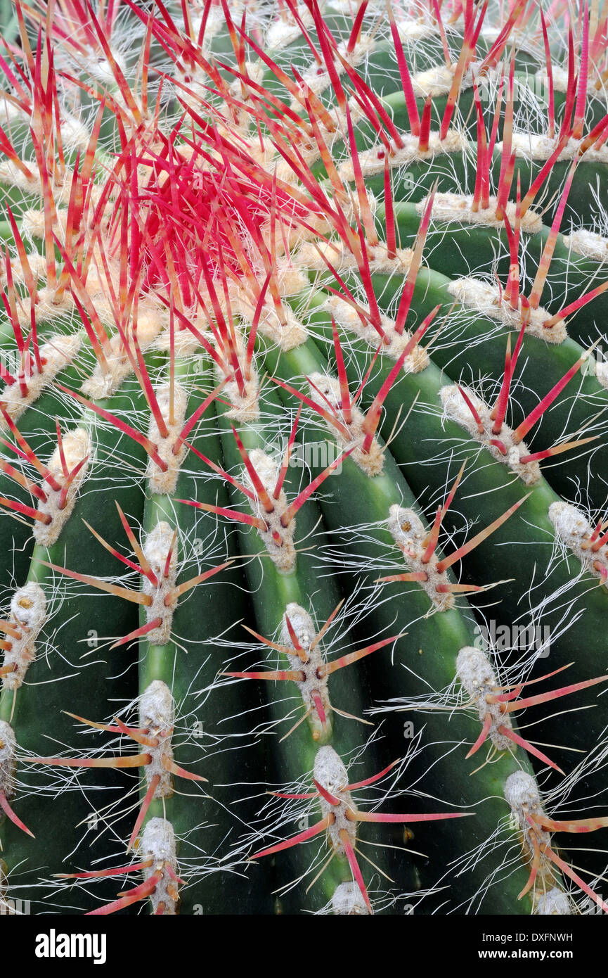 Ferocactus / (Ferocactus piliferus Stock Photo - Alamy