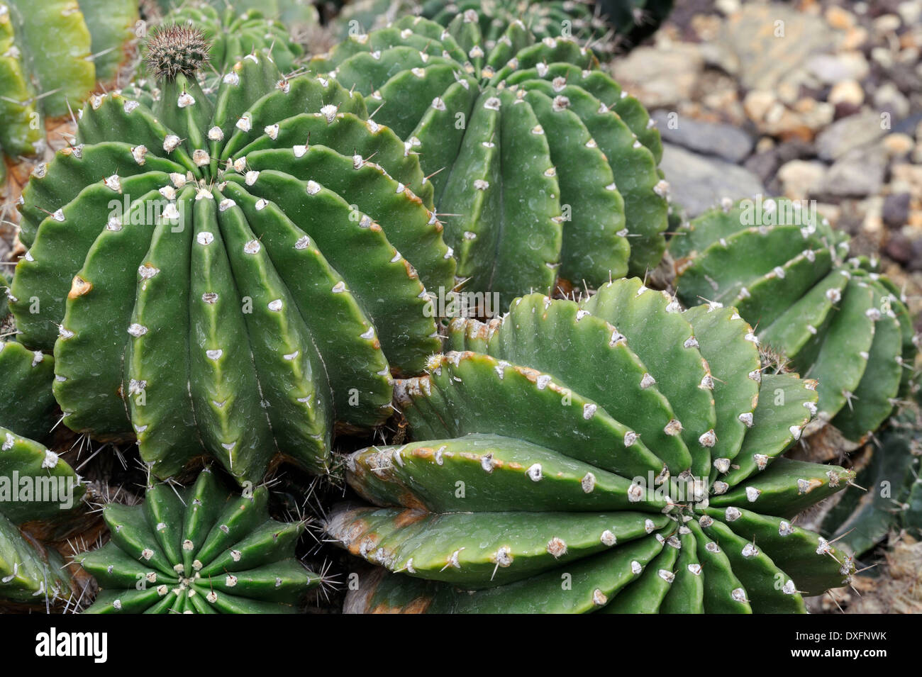Sea Urchin Cactus High Resolution Stock Photography and Images - Alamy