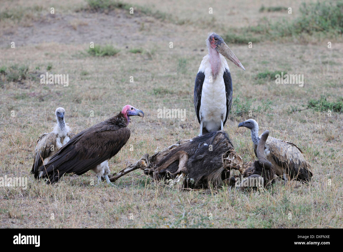 Lappet Faced Vulture Eating