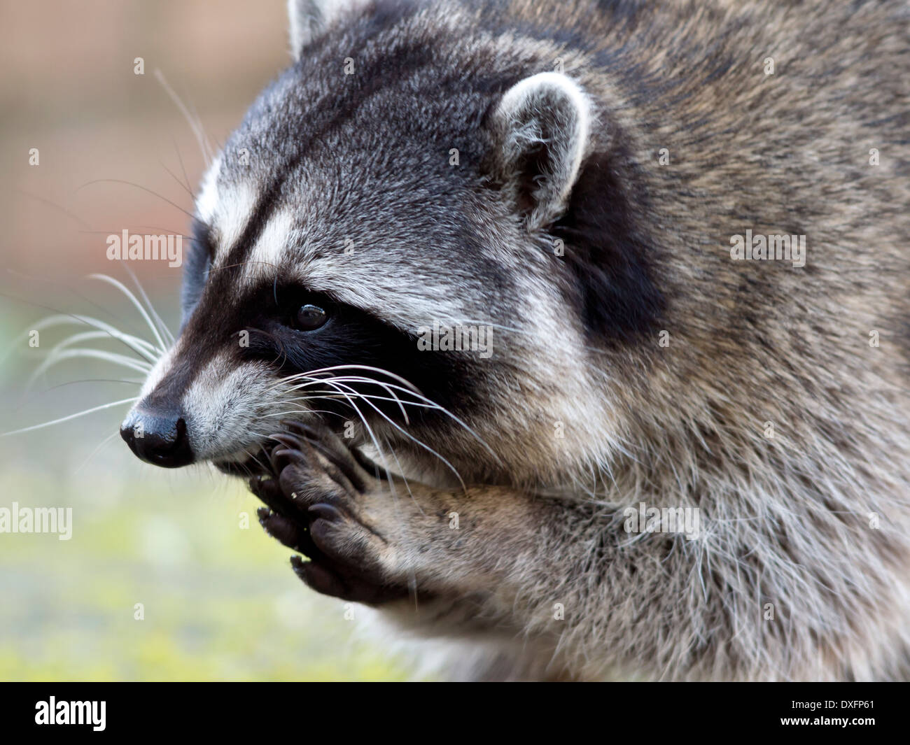 Portrait of a common raccoon Stock Photo - Alamy