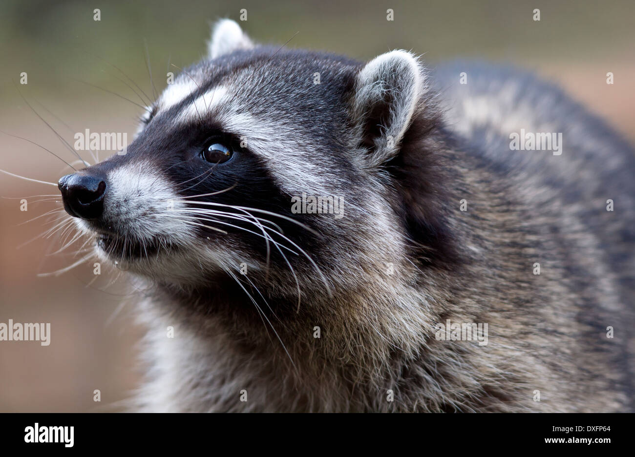 Portrait of a common raccoon Stock Photo - Alamy