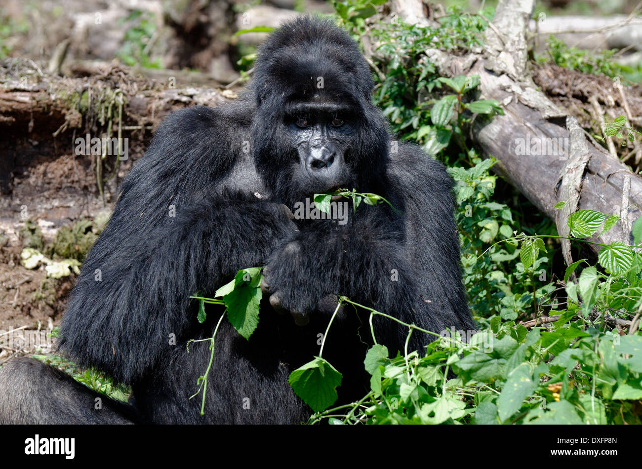 Gorillas In The Jungle