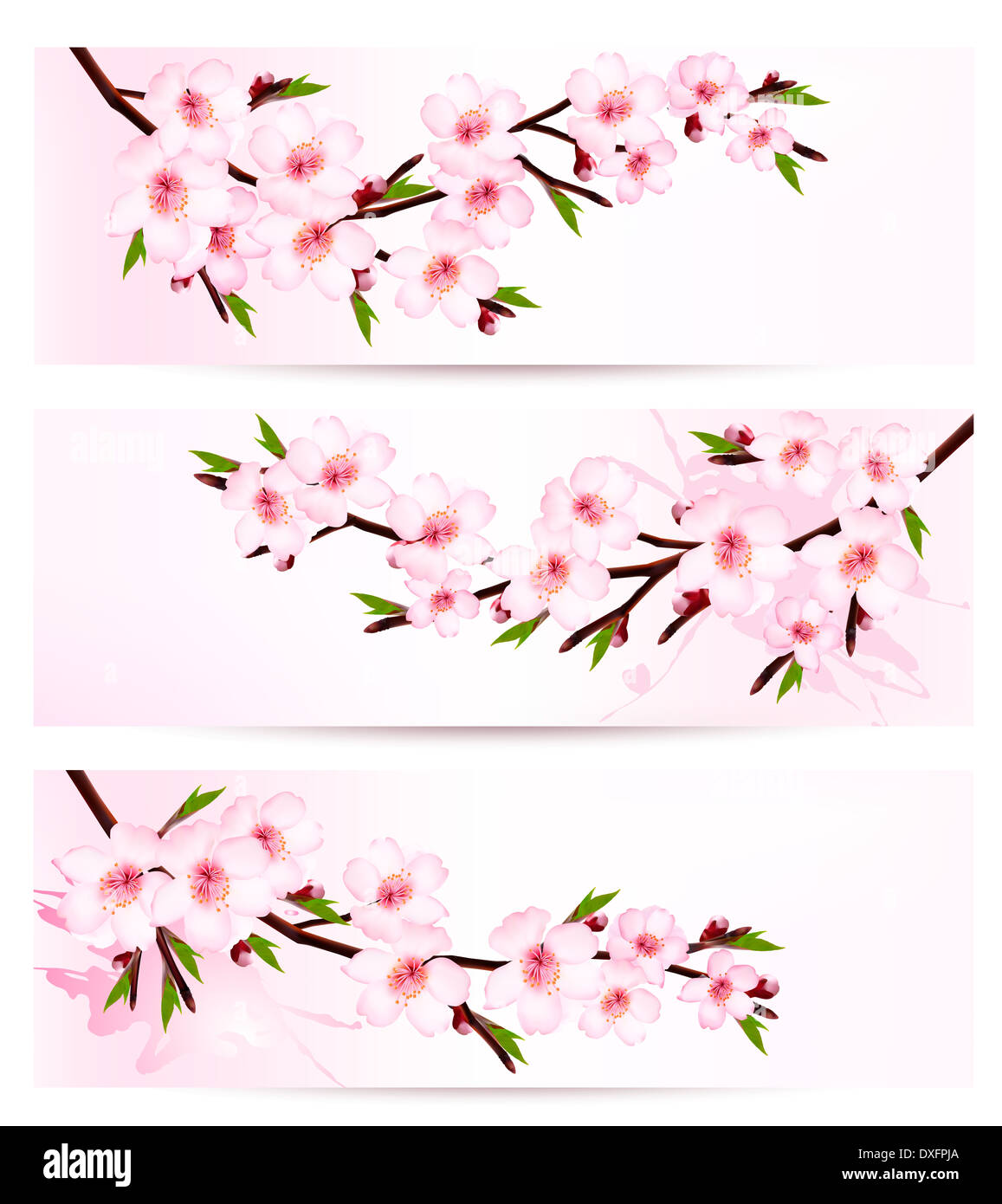 Three sakura branch banners. Vector Stock Photo - Alamy