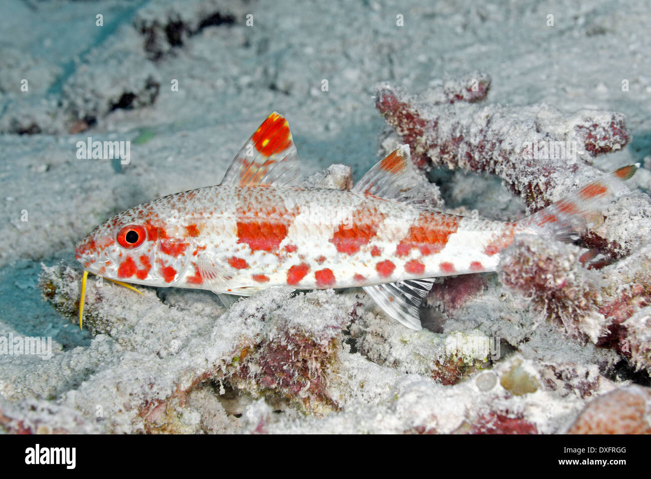Freckled Goatfish, Upeneus tragula, showing the red phase. Also known ...