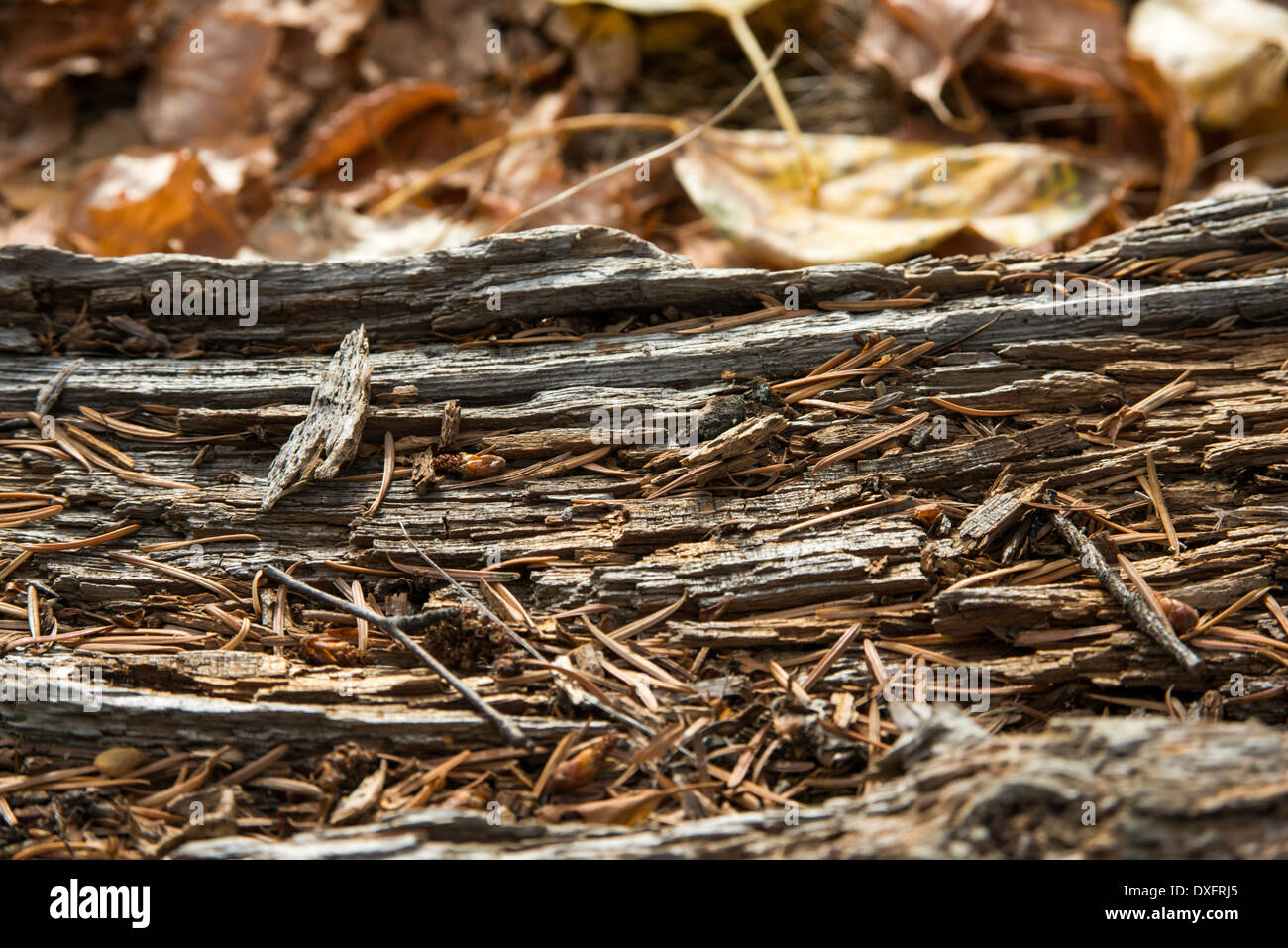 Decaying log hi-res stock photography and images - Alamy