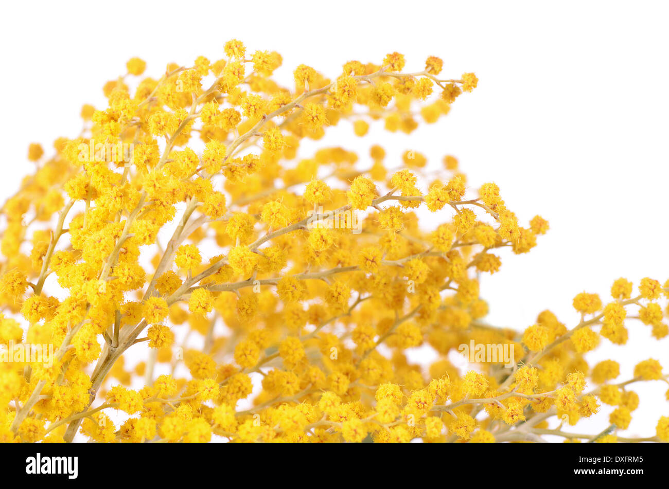 The yellow mimosa isolated on white background Stock Photo - Alamy