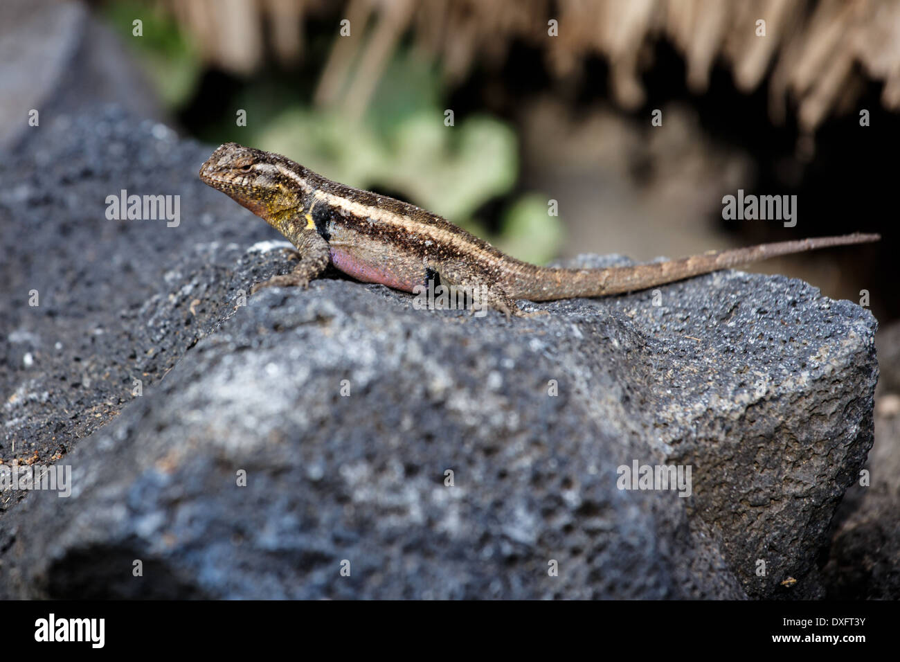 Galapa hi-res stock photography and images - Alamy