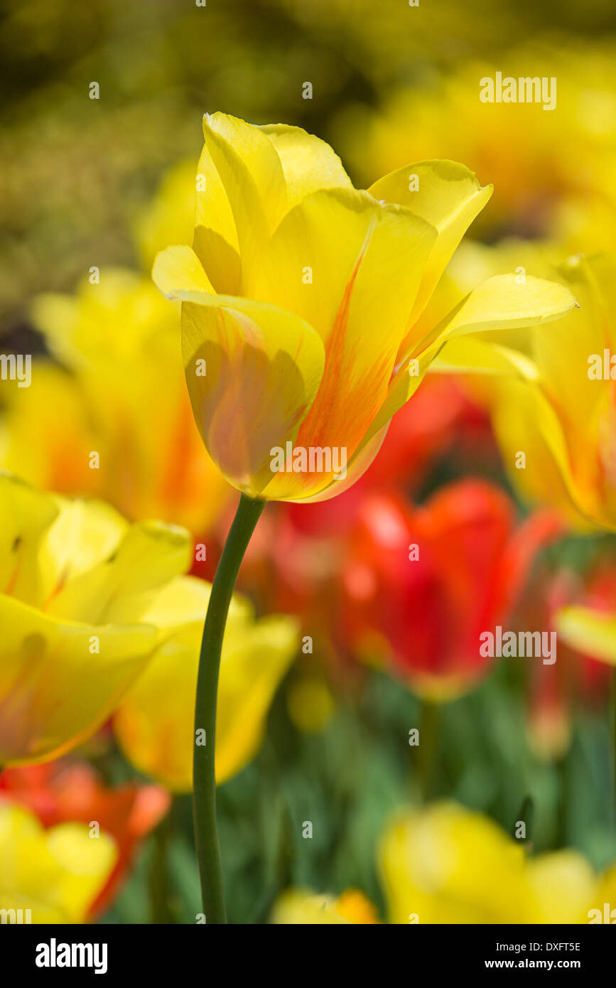 Bright yellow tulips blooming in spring, closeup Stock Photo - Alamy
