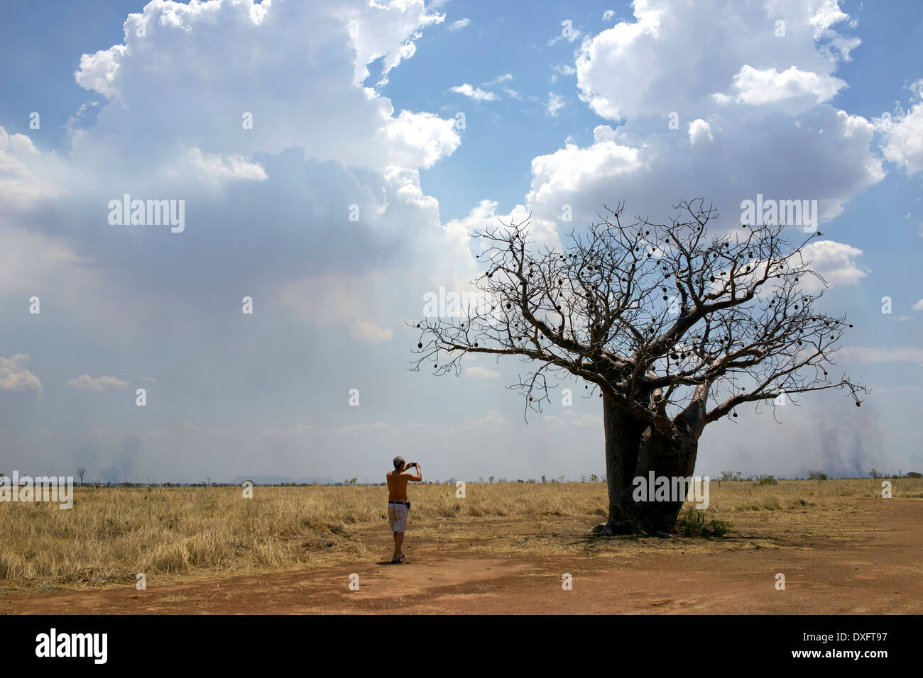 A man taking a photo from a big Boab tree in The Kimberley, Broome ...